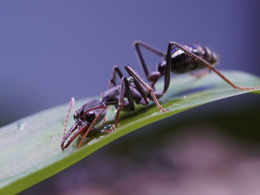 Australian Red Bull Ant from Ku-ring-gai Chase National Park, Berowra ...