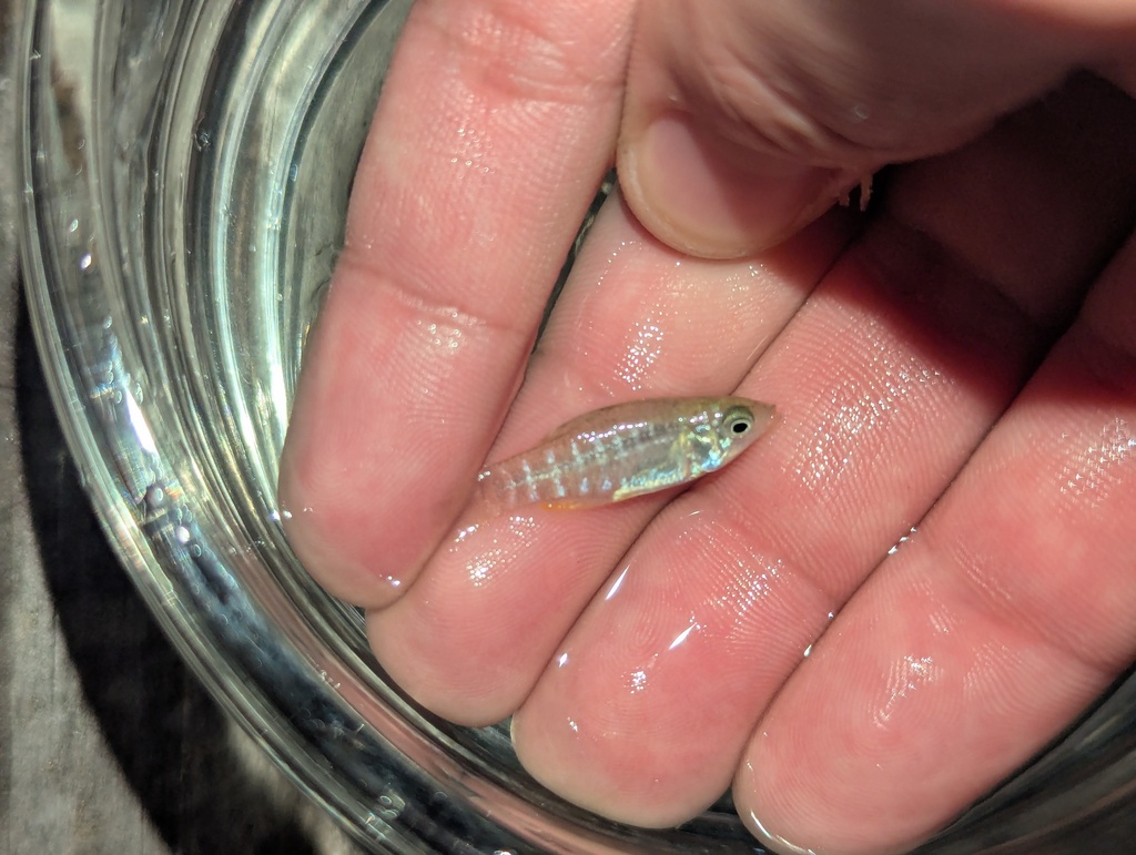 Diamond Killifish in March 2025 by warmouthkee · iNaturalist