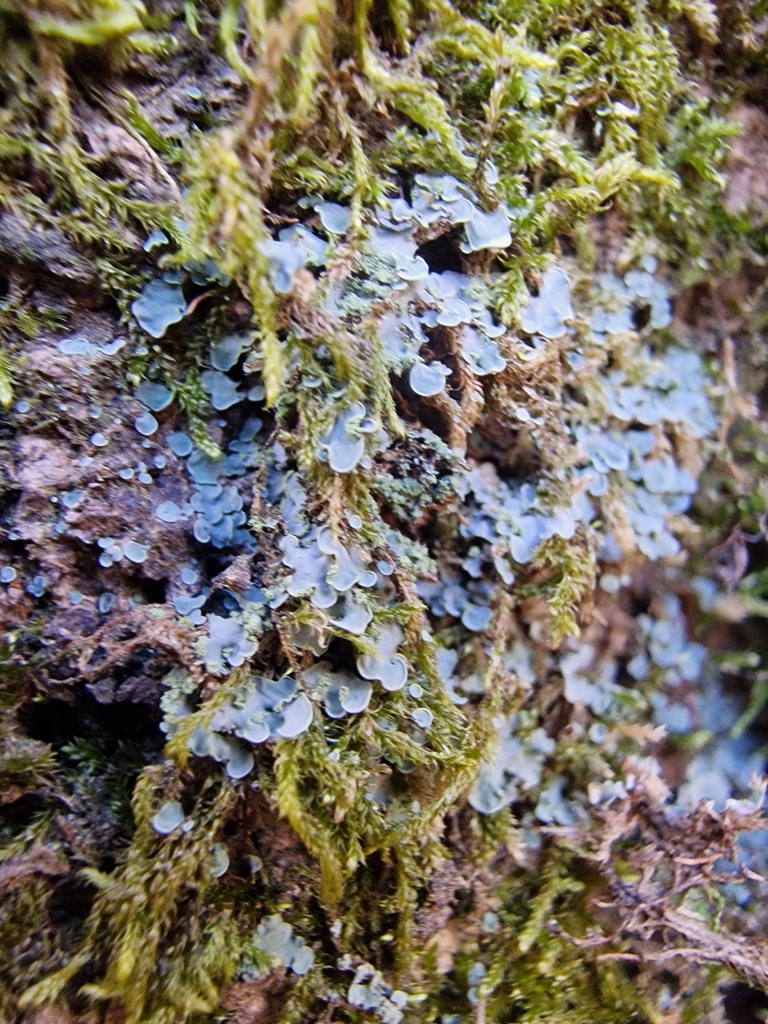 Elf Ears lichen from Selwyns Wood (SWT), Cross in Hand on March 14 ...