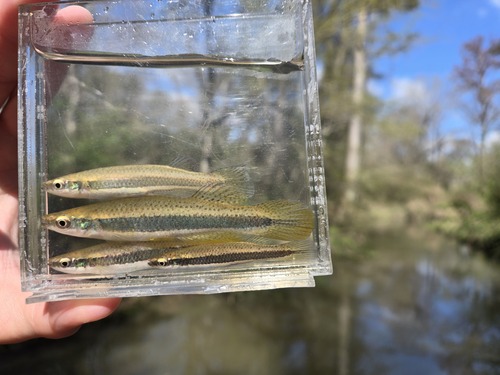 Broadstripe Topminnow (Fundulus euryzonus) · iNaturalist United Kingdom
