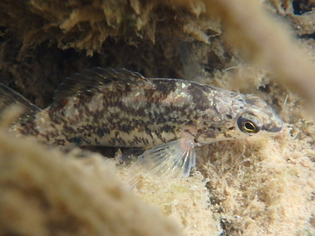 Cherokee Darter in March 2025 by northerly. In Etowah River basin ...