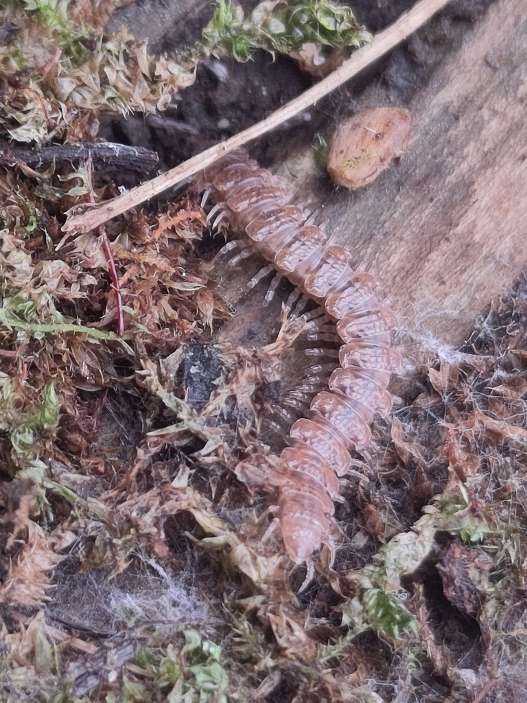 Polydesmus from Newbury, UK on March 14, 2025 at 02:04 PM by NENP ...