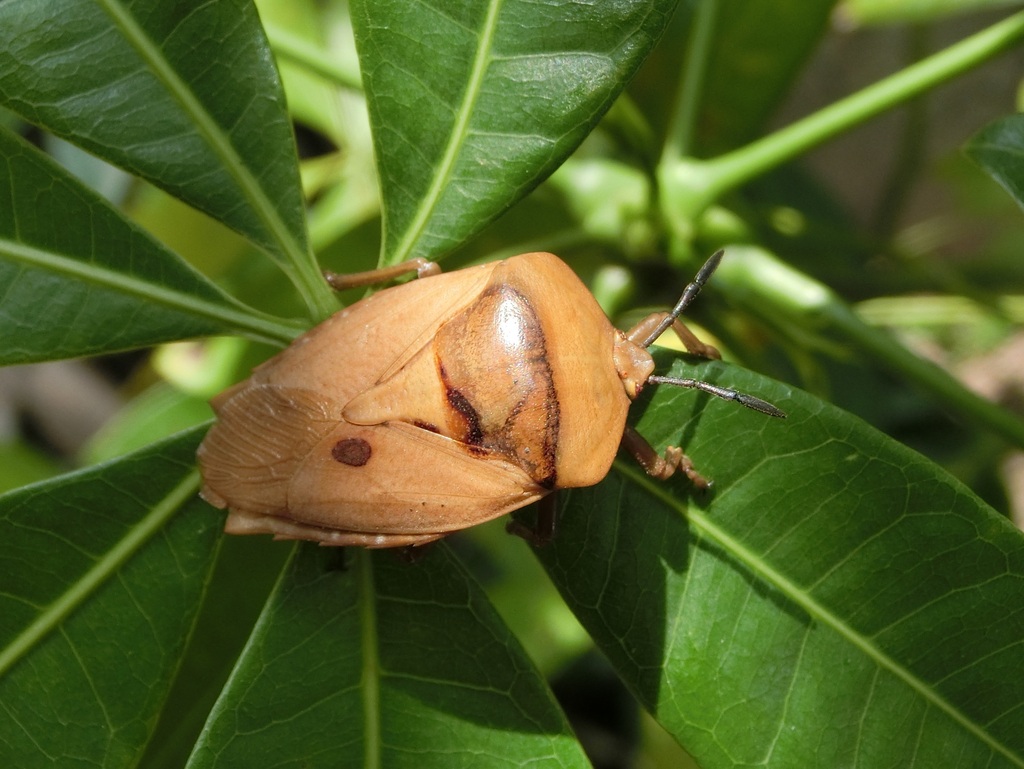 Lychee Stink Bug from 510台灣彰化縣員林市 on March 14, 2025 at 02:29 PM by ...