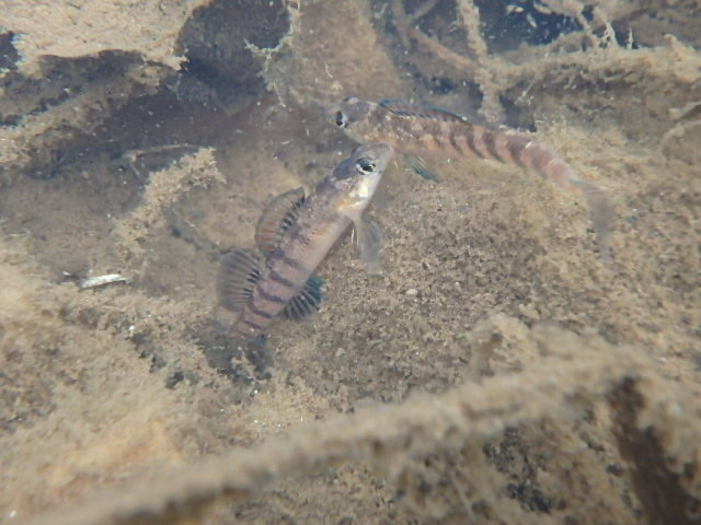 Cherokee Darter in March 2025 by northerly. In Etowah River basin ...