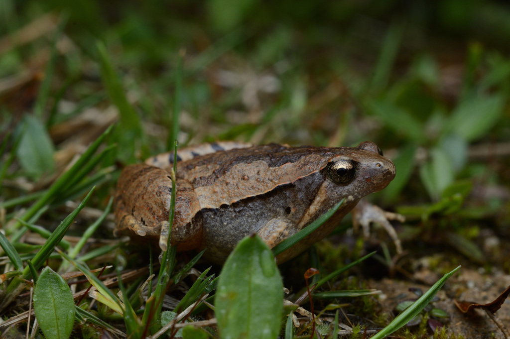 Okinawa Rice Frog in March 2025 by ovophisfan · iNaturalist