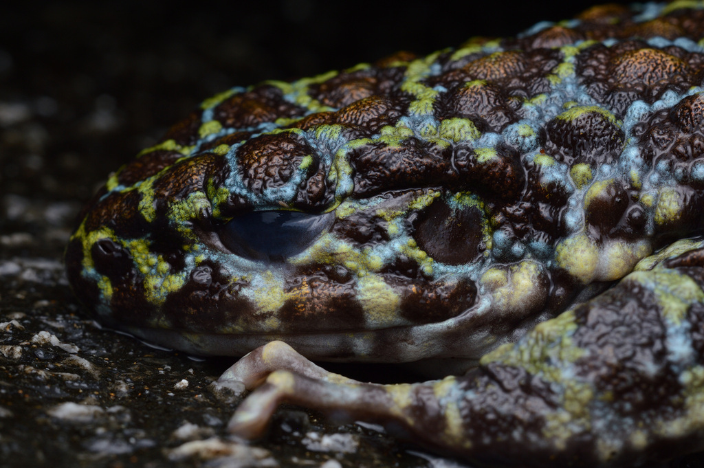 Ishikawa's frog in March 2025 by ovophisfan. partial axanthism ...