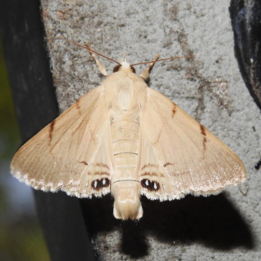 Palm Flower Moth from Hidalgo, Texas, United States on March 14, 2025 ...