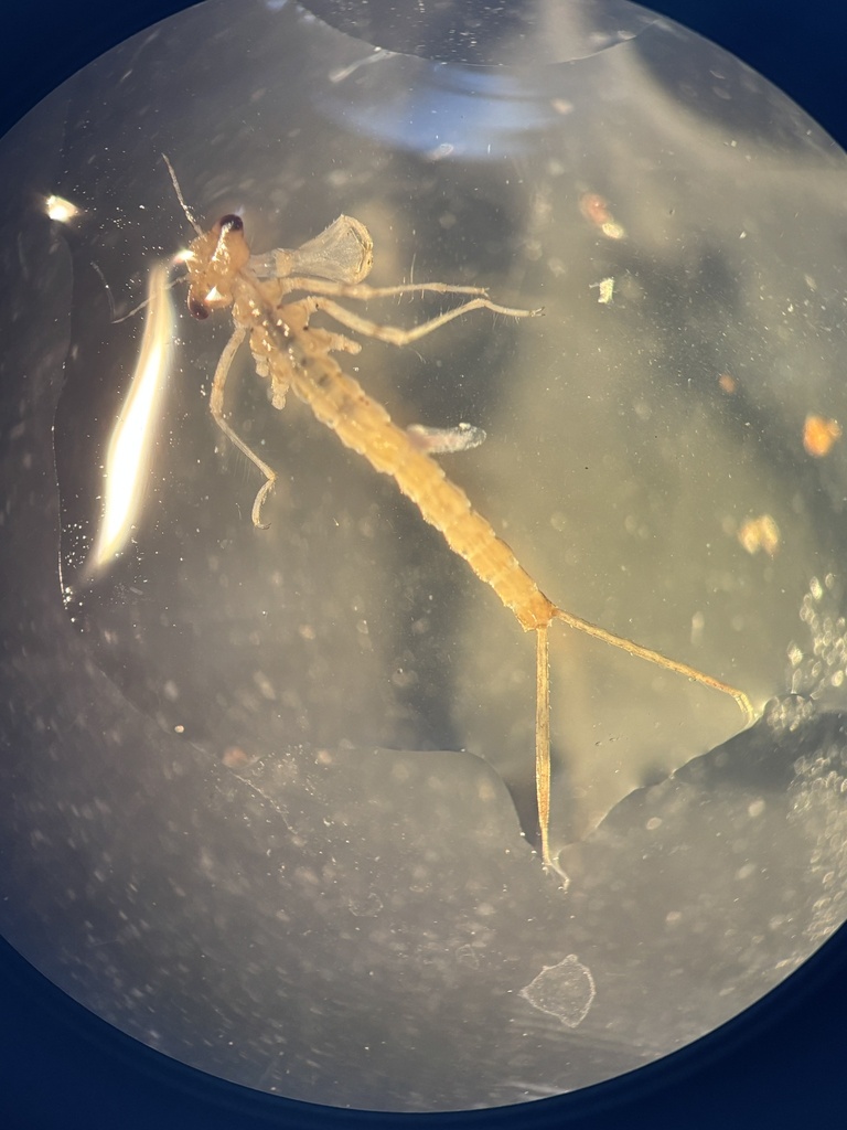 Winged and Once-winged Insects from Western Washington University ...