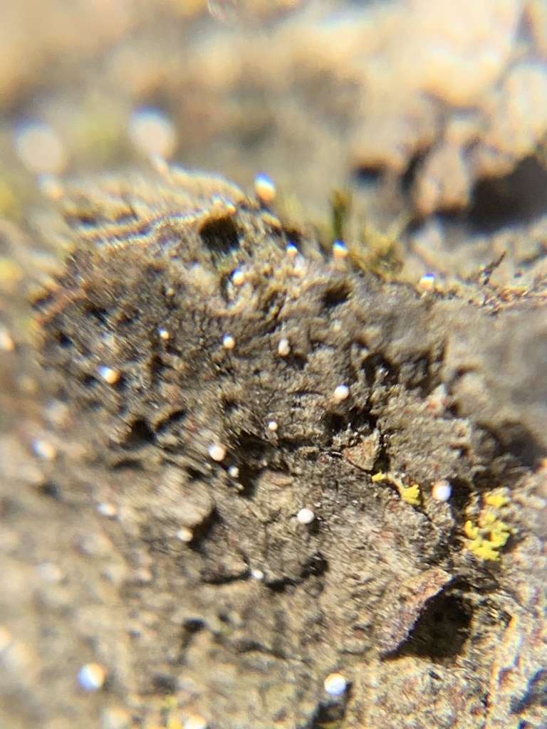 Dictyocatenulata alba in March 2025 by Carl-Adam Wegenschimmel ...