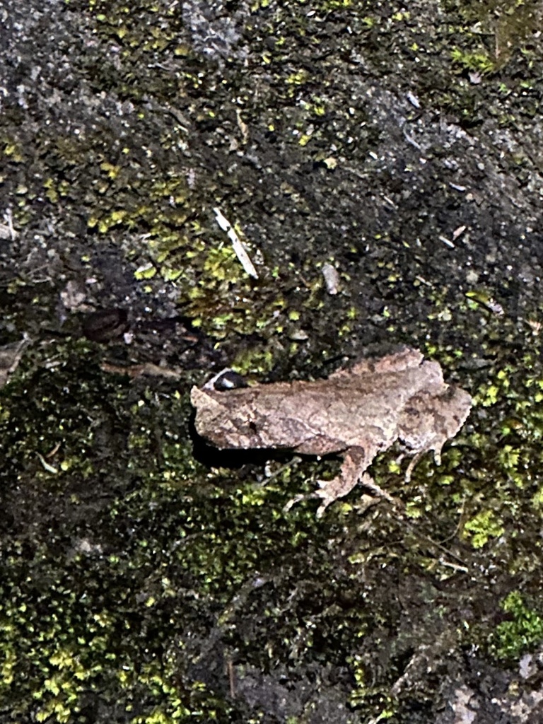Short-legged Horned Toad from Pok Fu Lam Country Park, The Peak, Hong ...