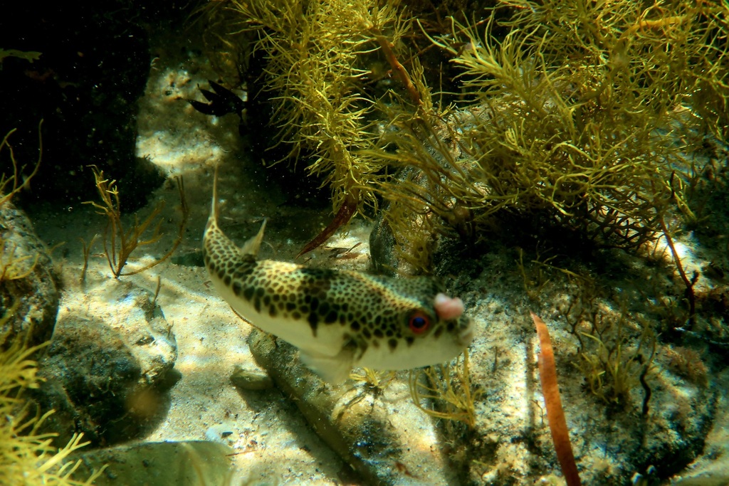 Smooth Toadfish from Haycock Point Carrickalinga on March 14, 2025 at ...
