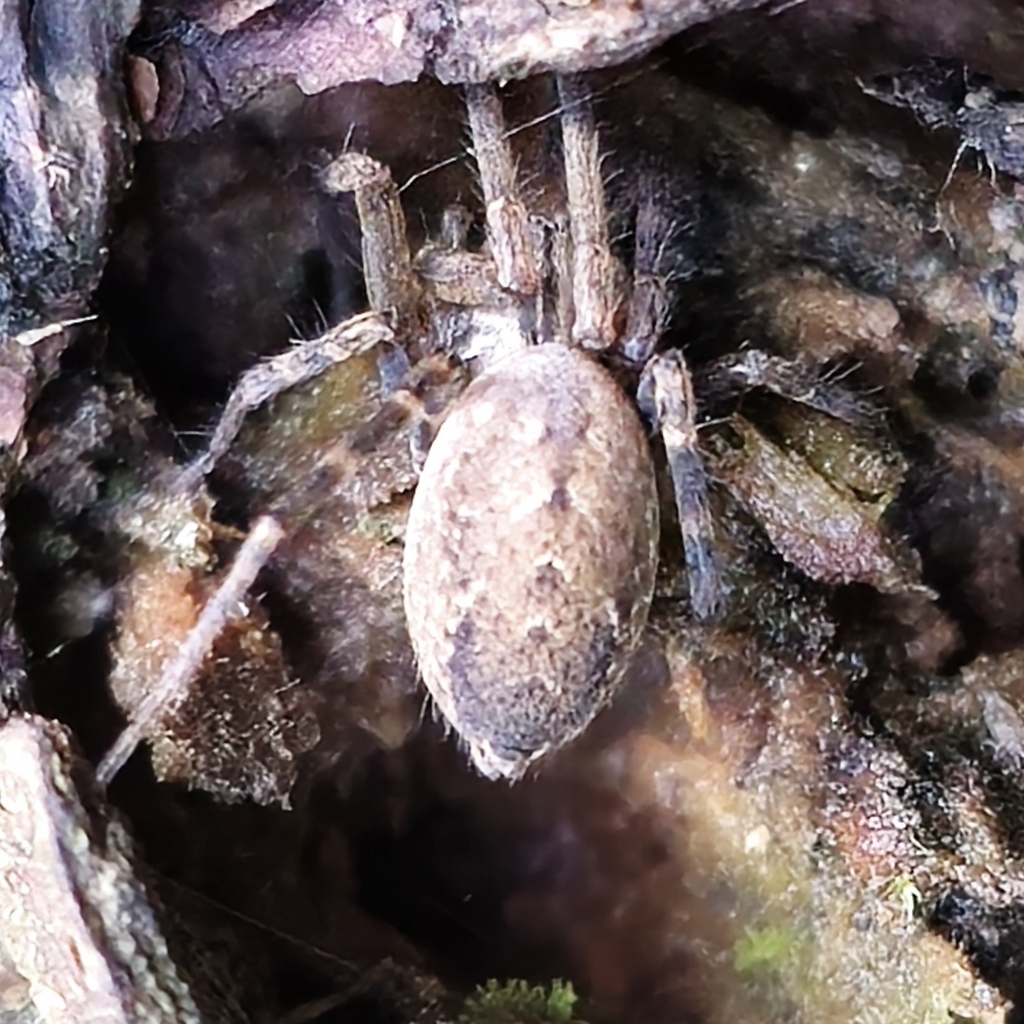Amphinectine spiders from Selwyn, NZ-CA, NZ on March 14, 2025 at 11:17 ...