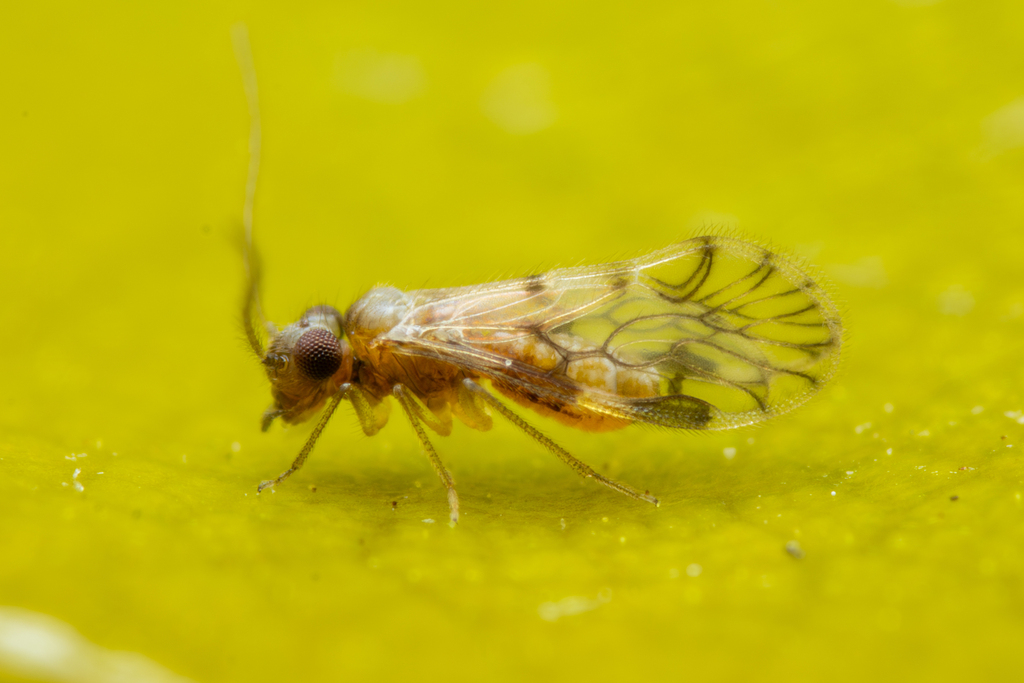 False Lizard Barklice from Tampa Palms, Tampa, FL, USA on March 12 ...