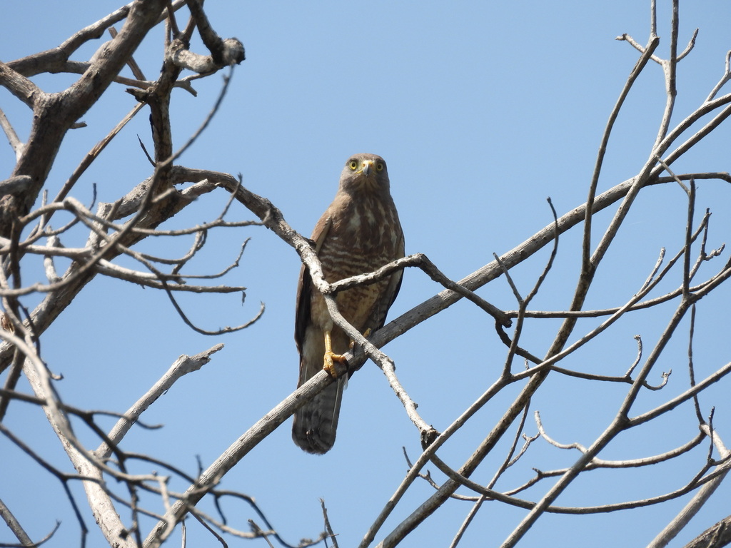 Roadside Hawk from Pijijiapan, Chis., México on March 6, 2025 at 11:09 ...