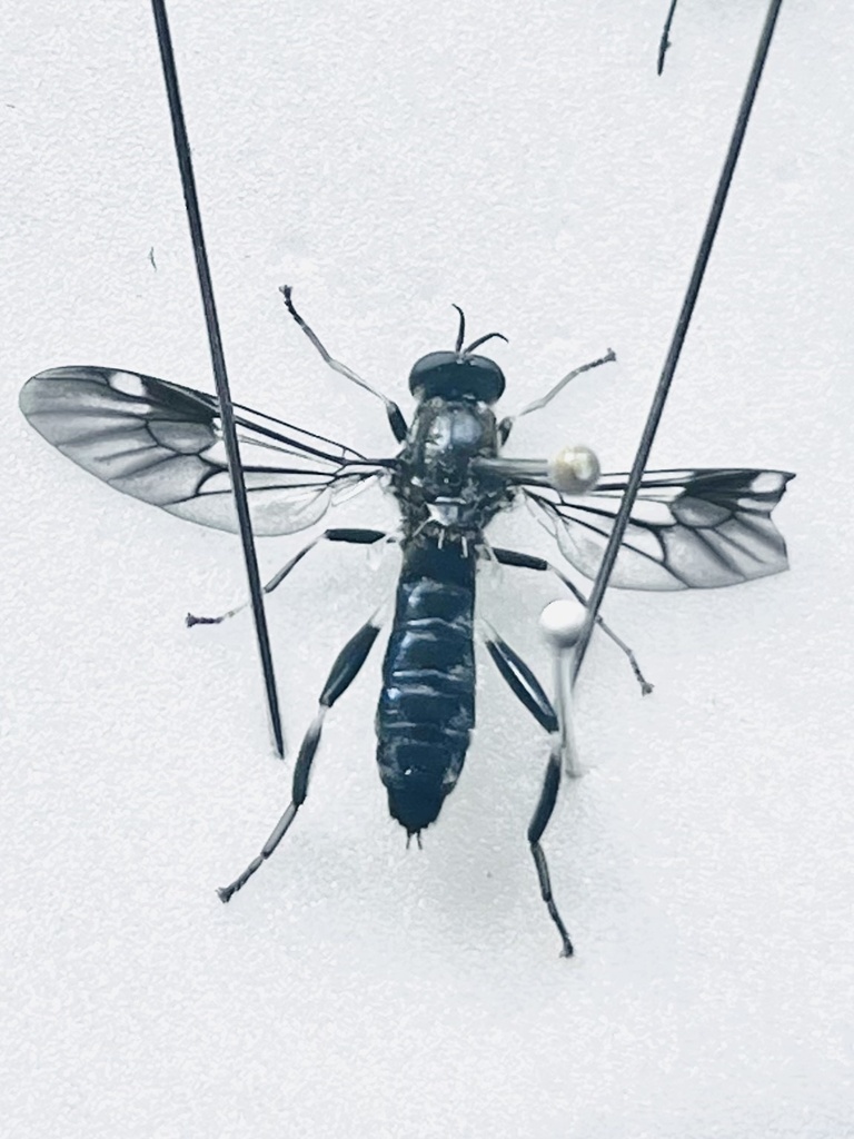 Garden soldier fly from Lincoln University, Lincoln, Canterbury, NZ on ...
