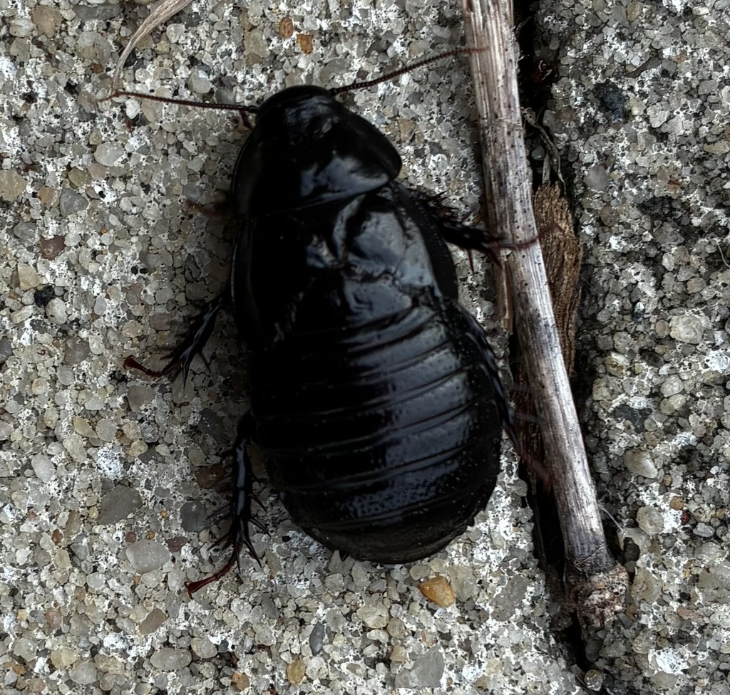 Australian wood cockroach from Guise Rd, Bradbury, NSW, AU on March 15 ...