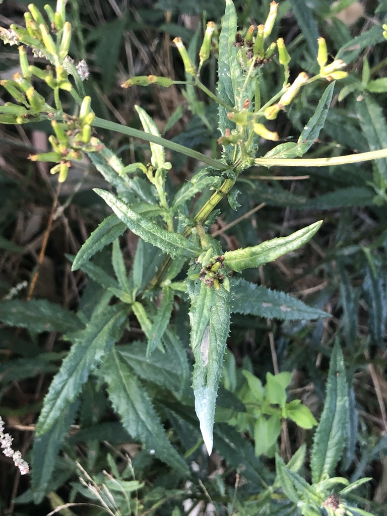 coastal burnweed from Moyne Shire, Cudgee, VIC, AU on March 14, 2025 at ...