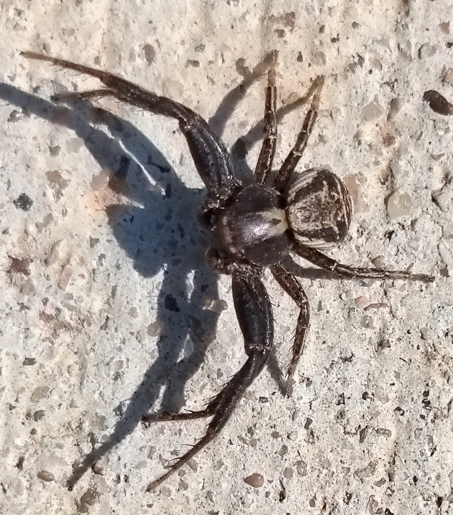 Ground Crab Spiders from Williamson County, TX, USA on March 14, 2025 ...