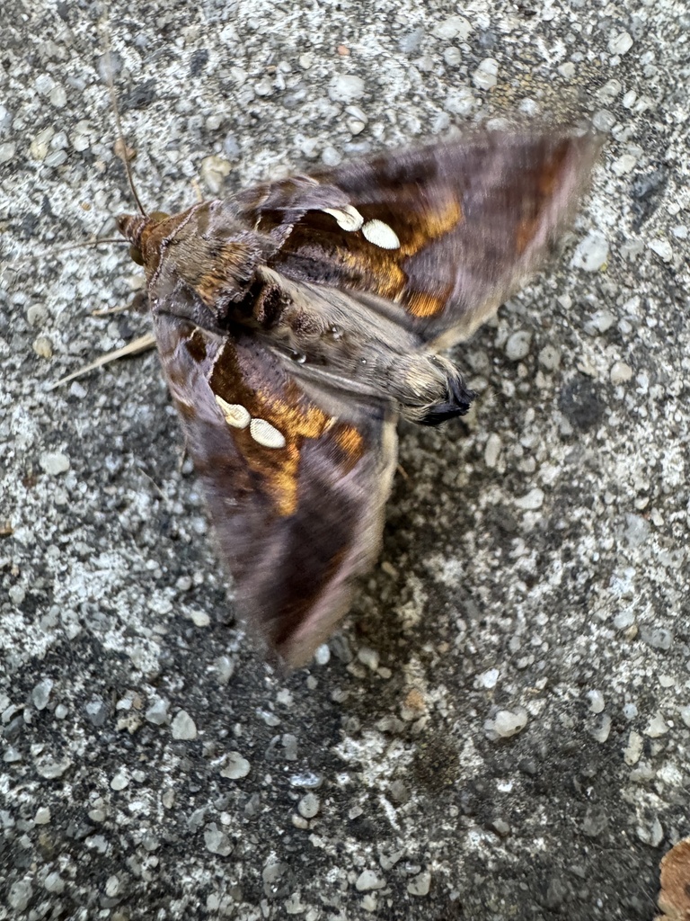 Green Garden Looper from Ronald Ct, Somerville, VIC, AU on March 15 ...