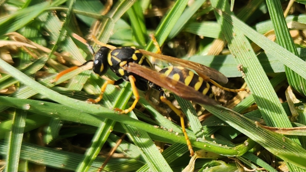 European Paper Wasp in March 2025 by uhhhhmanda · iNaturalist