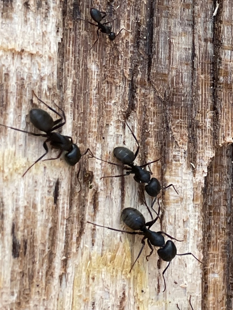 Eastern Black Carpenter Ant from Highland County, VA, US on March 14 ...