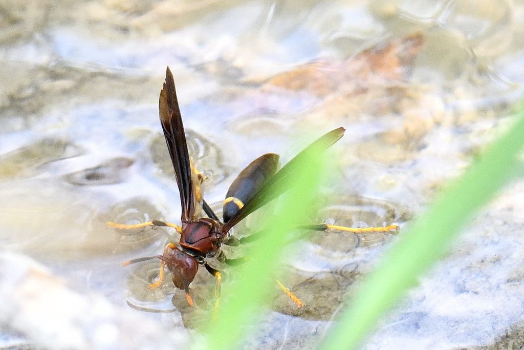 Ringed Paper Wasp from Bustamante, N.L., México on March 14, 2025 at 10 ...