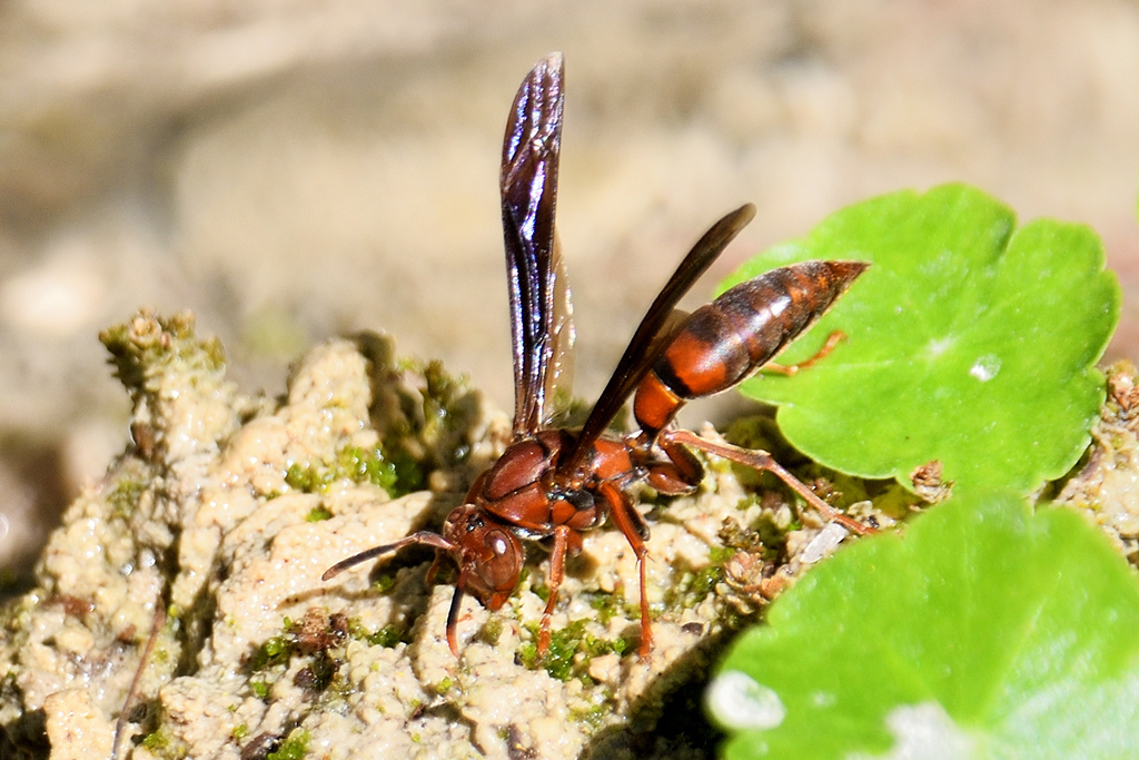 canadensis/exclamans-group Paper Wasps from Bustamante, N.L., México on ...