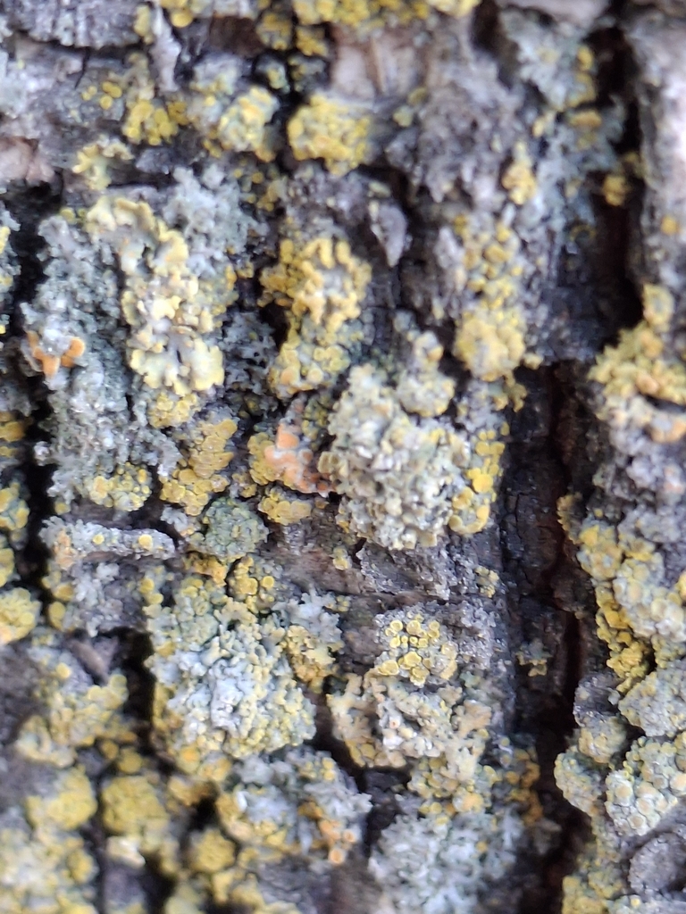 common lichens from Rexburg, ID 83460, USA on March 14, 2025 at 03:54 ...