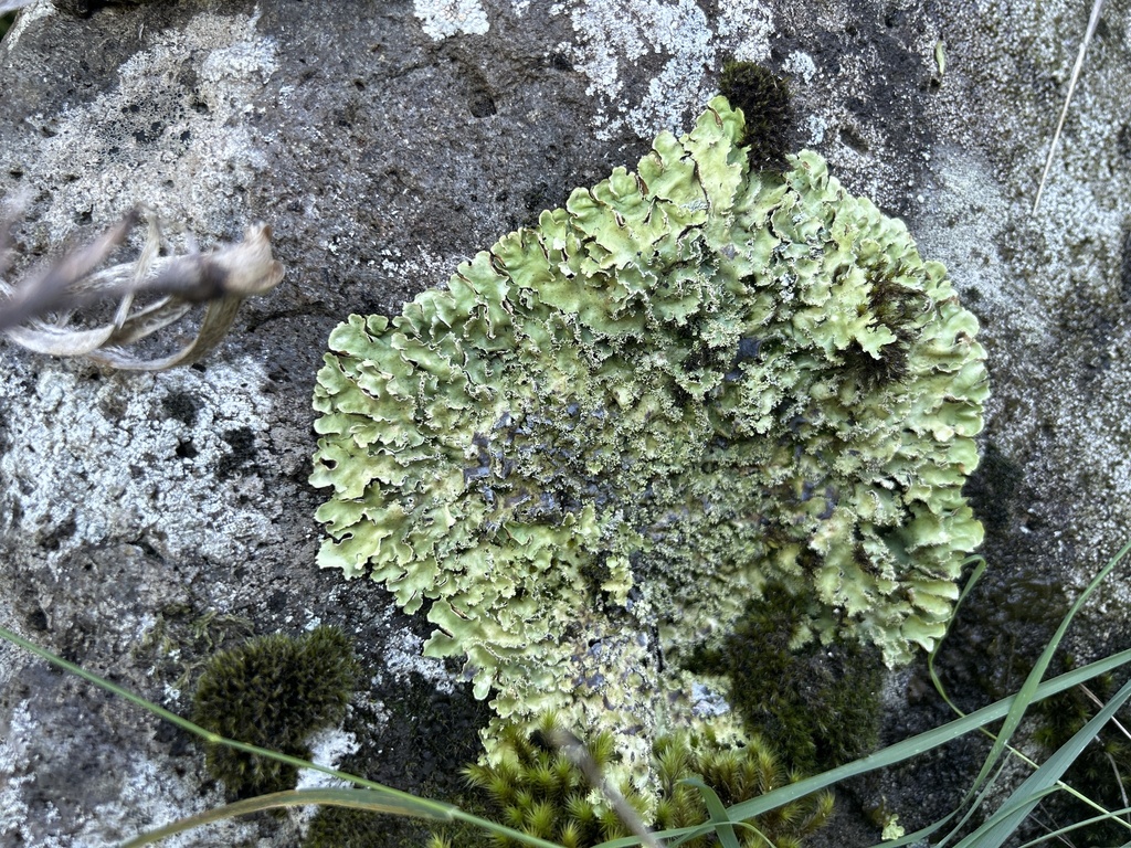Pseudocyphellaria glabra from South Island / Te Waipounamu, Governors ...