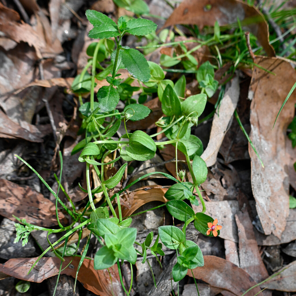 scarlet pimpernel from Crossover VIC 3821, Australia on March 14, 2025 ...