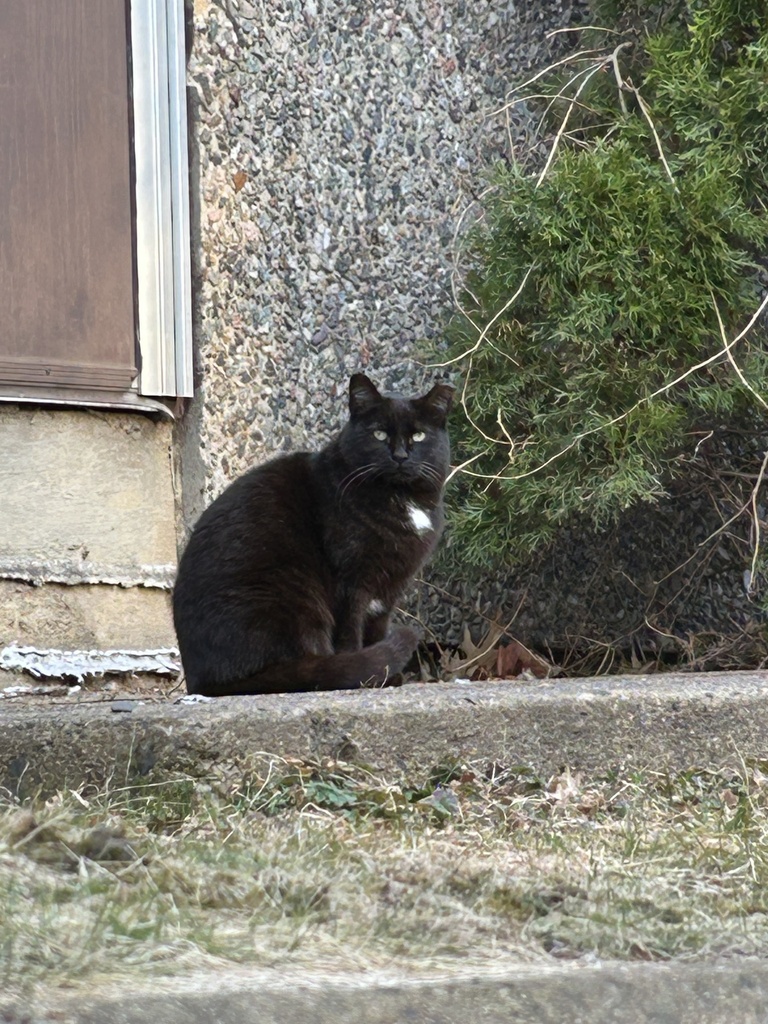 Domestic Cat from Pratt Institute, New York, NY, US on March 14, 2025 ...