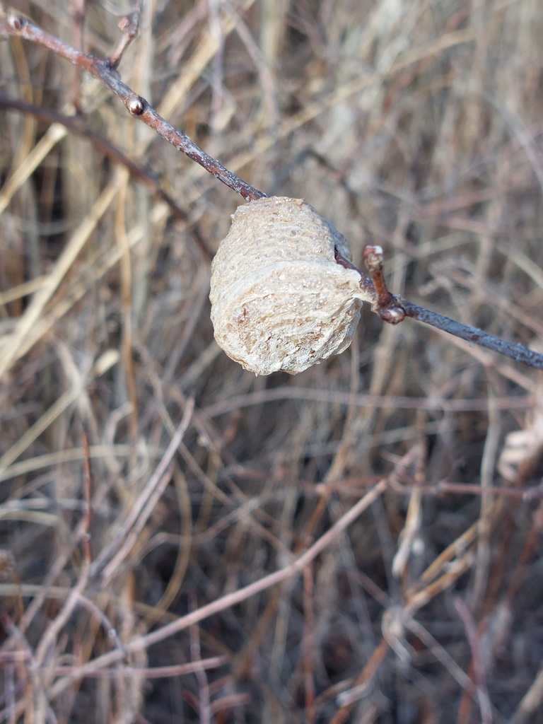 Chinese Mantis from Harwich, Chatham-Kent, ON, Canada on March 14, 2025 ...