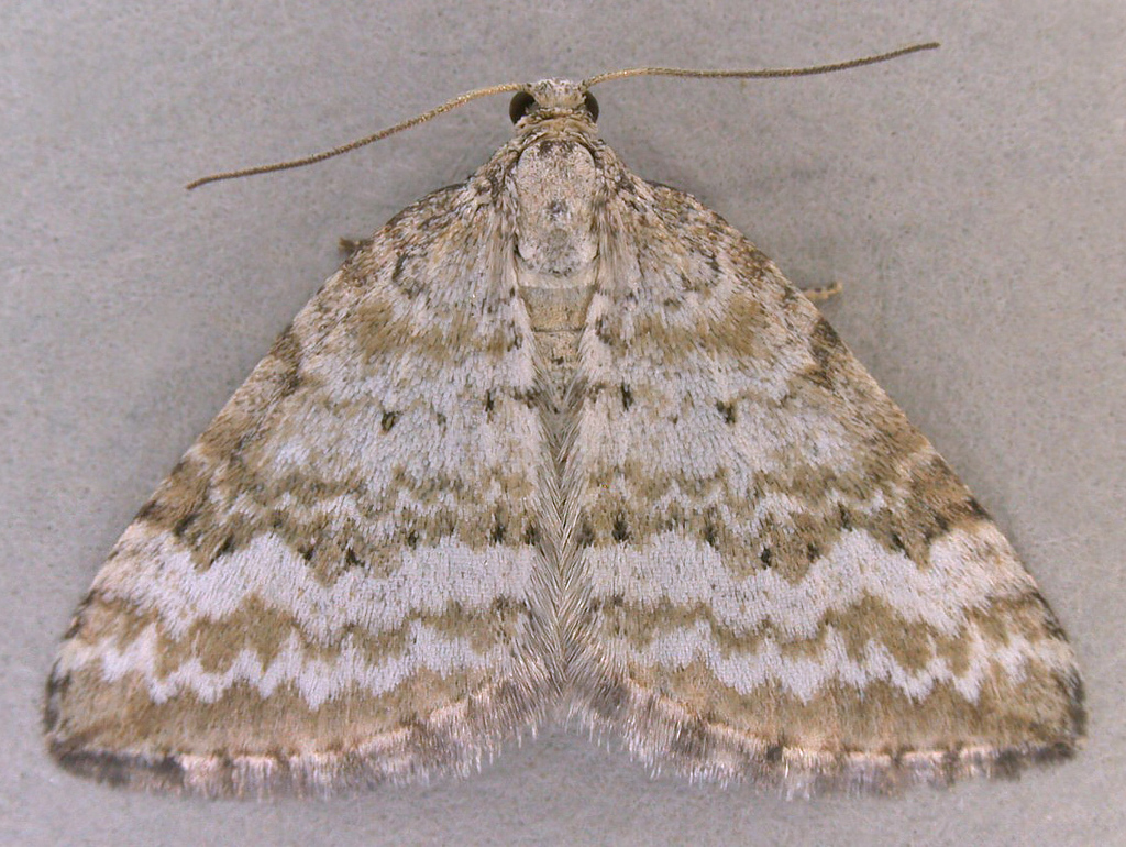 Grass Rivulet (Buxton Day Flying Moths) · BioDiversity4All
