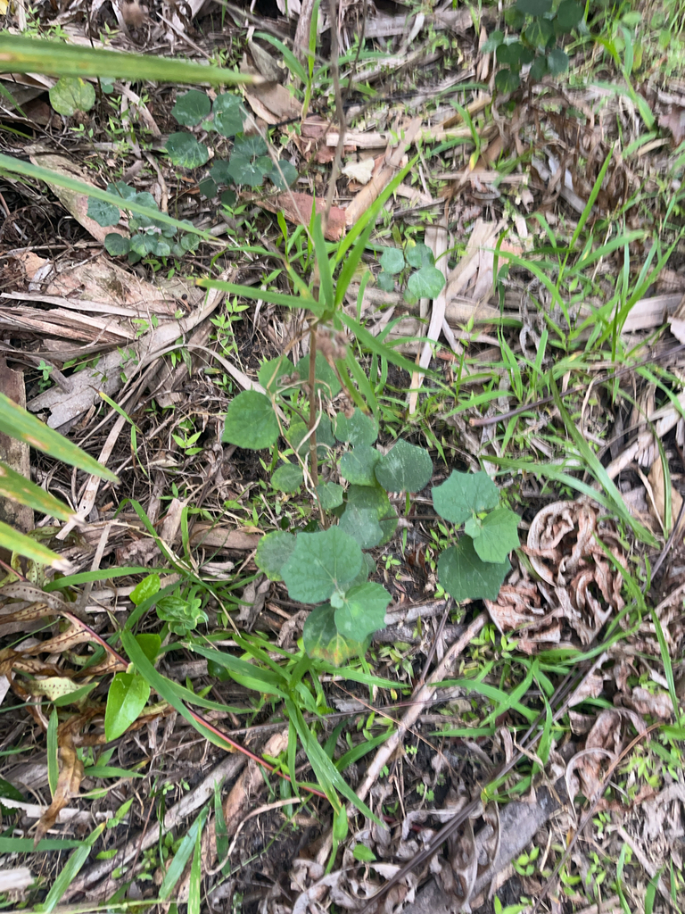 Caesar weed from Immokalee on March 10, 2025 at 04:39 PM by ...