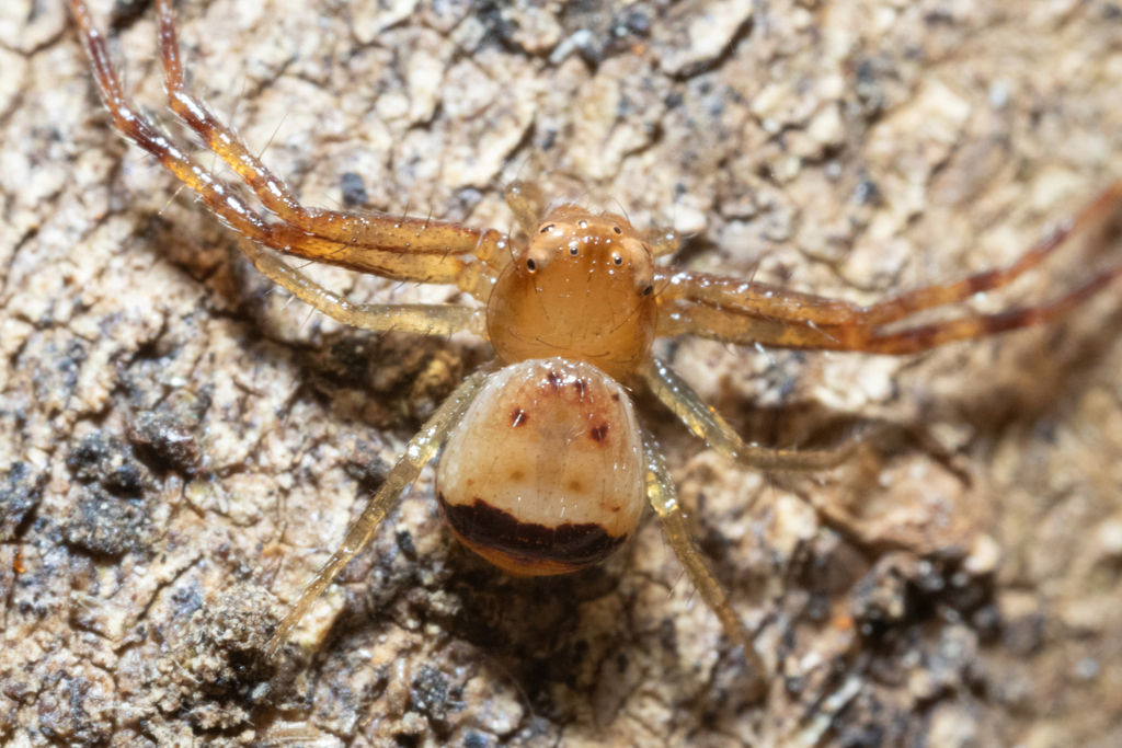 Black-banded Crab Spider from Glennwood Estates, Decatur, GA 30030, USA ...