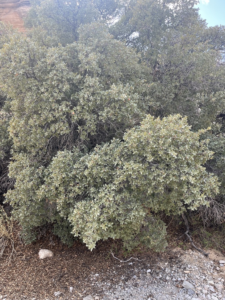 Sonoran scrub oak from Icebox Canyon, Las Vegas, NV, US on March 14 ...