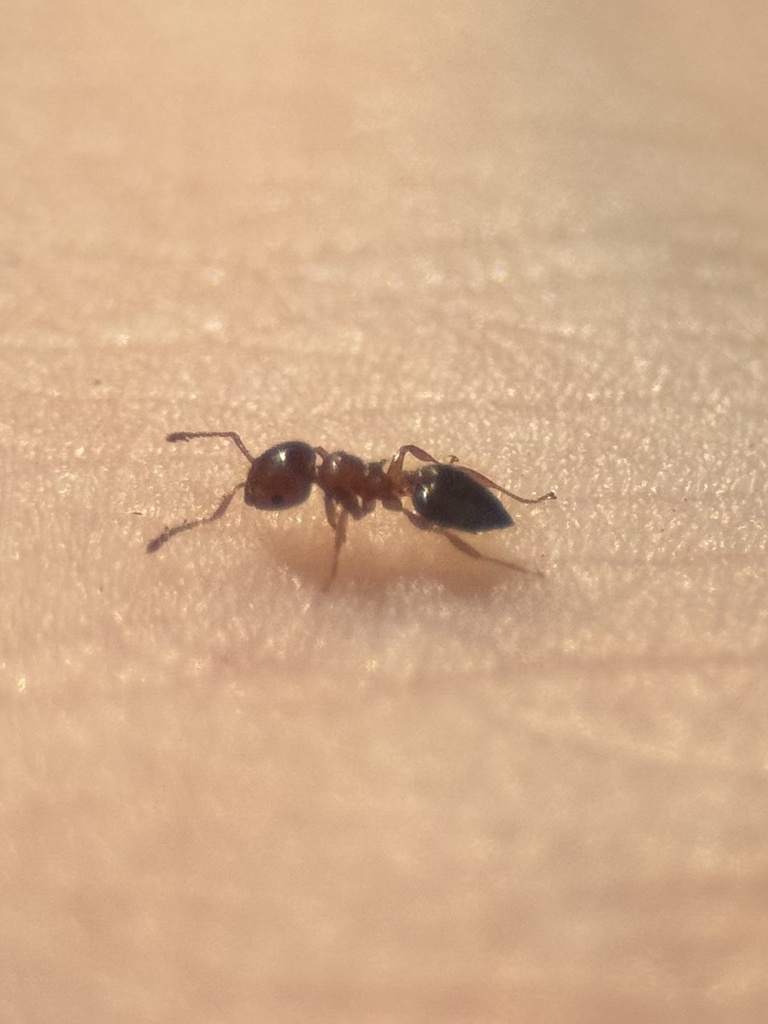 Pine Tree Acrobat Ant from Harbison State Forest, Columbia, SC, US on ...