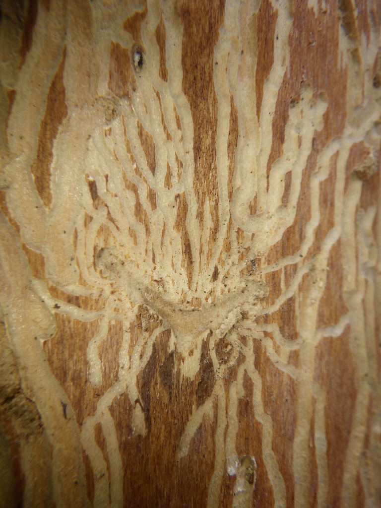 Bark and Ambrosia Beetles from Spokane County, WA, USA on March 14 ...