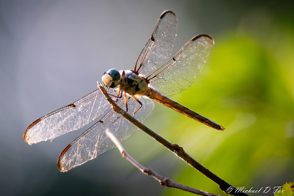 Great Blue Skimmer from Denton, Texas, United States on August 9, 2019 ...