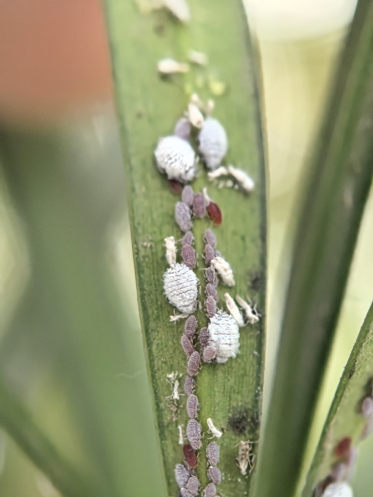 Podocarpus Aphid from Guangzhou, CN-GD, CN on March 15, 2025 at 10:01 ...