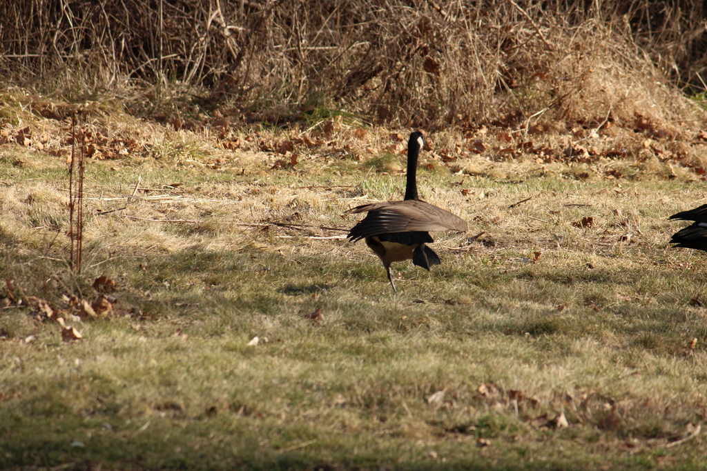 Canada Goose from Boise State University District, Boise, ID, USA on ...