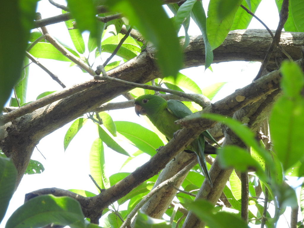 Pacific Parakeet in March 2025 by Diego Manzano Méndez · iNaturalist