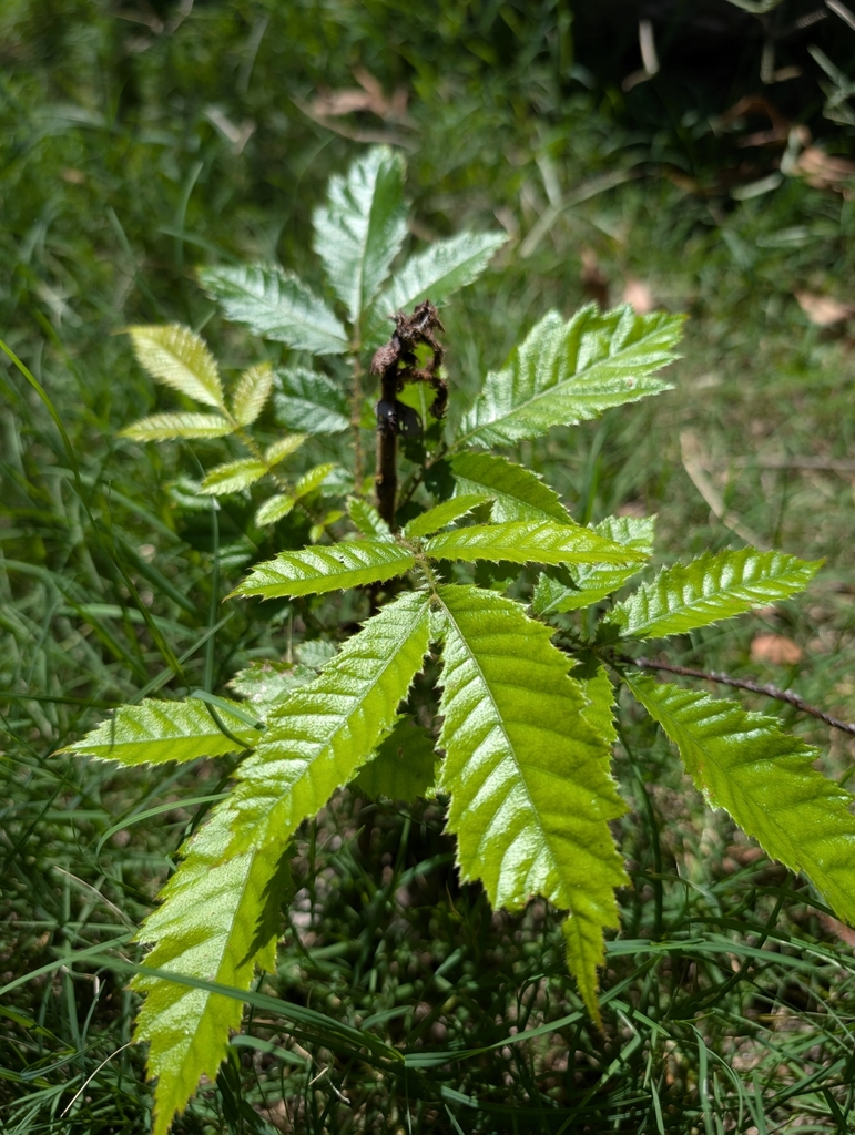 ooray from Darra QLD 4076, Australia on March 15, 2025 at 12:48 PM by ...