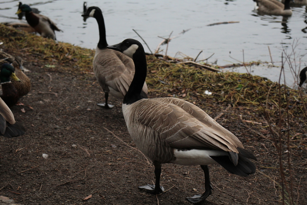 Canada Goose from Green Lake, Seattle, WA, USA on March 14, 2025 at 05: ...