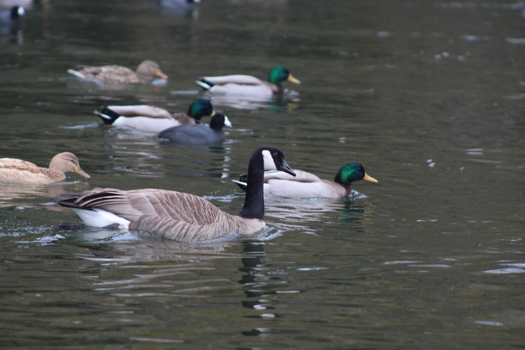 Canada Goose from Green Lake, Seattle, WA, USA on March 14, 2025 at 05: ...
