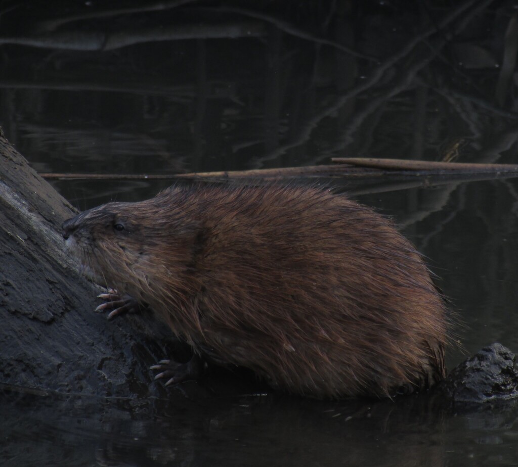 Muskrat from North Canton, OH, USA on March 14, 2025 at 06:01 PM by ...