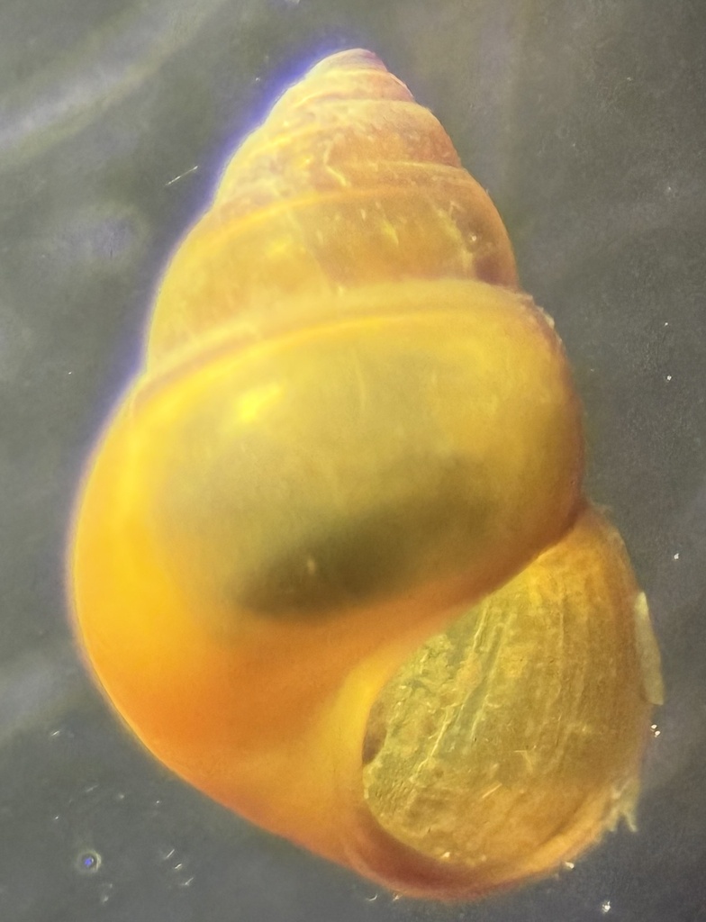 Atlantic Assiminea from Indian River Lagoon, Indialantic, FL, US on ...
