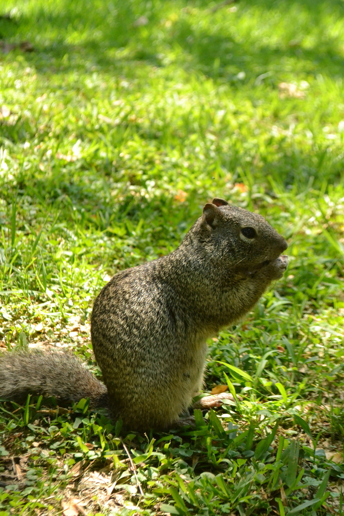 Rock Squirrel from Santa María Tequepexpan, San Pedro Tlaquepaque, Jal ...