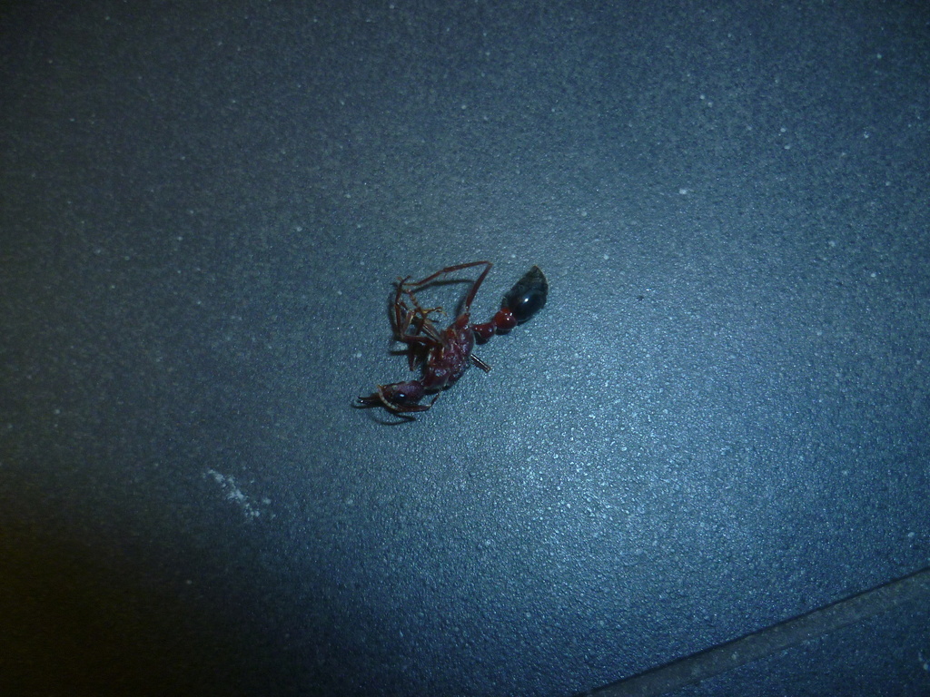 Inchman Ant from Ballarat VIC, Australia on March 11, 2025 at 04:48 PM ...