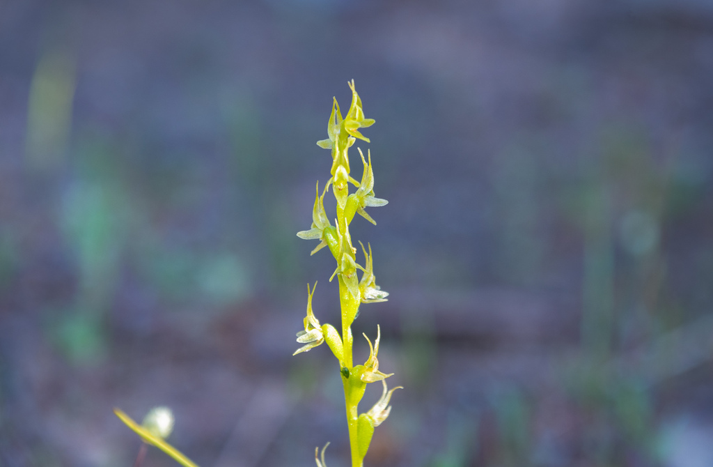 Little Laughing Leek Orchid from Dryandra WA 6311, Australia on ...